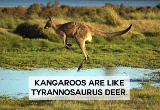 20 Stoner Animal Realizations - Funny Gallery | eBaum's World