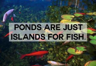 20 Stoner Animal Realizations - Funny Gallery | eBaum's World