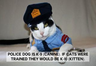 20 Stoner Animal Realizations - Funny Gallery | eBaum's World