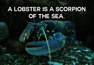 20 Stoner Animal Realizations - Funny Gallery | eBaum's World