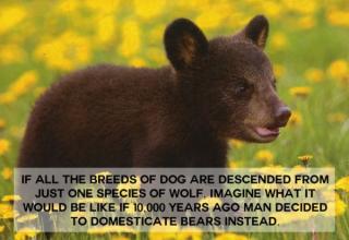 20 Stoner Animal Realizations - Funny Gallery | eBaum's World