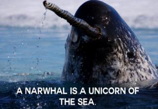 20 Stoner Animal Realizations - Funny Gallery | eBaum's World