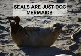 20 Stoner Animal Realizations - Funny Gallery | eBaum's World