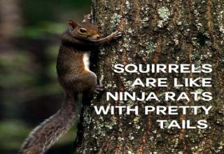 20 Stoner Animal Realizations - Funny Gallery | eBaum's World