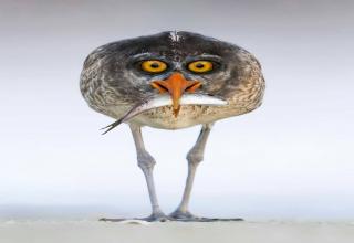 25 Pics for Pure Amusement - Funny Gallery | eBaum's World