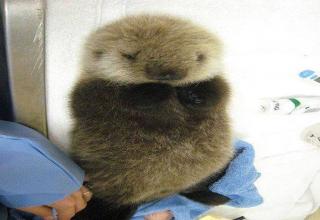 18 Weird, Cool And Cute Animal Pics - Gallery | eBaum's World