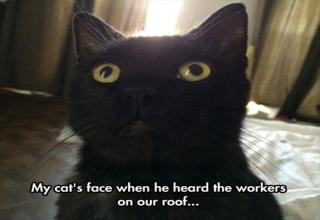 18 Cats Failing at Life to Make You Feel Better About Yours - Funny ...