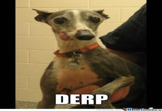 15 Dopey Dogs You Can't Get Enough Of - Funny Gallery | eBaum's World