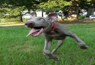 15 Dopey Dogs You Can't Get Enough Of - Funny Gallery | eBaum's World