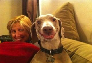 15 Dopey Dogs You Can't Get Enough Of - Funny Gallery | eBaum's World