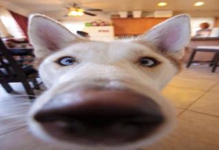 15 Dopey Dogs You Can't Get Enough Of - Funny Gallery | eBaum's World