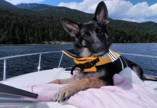 27 Dope Doggos Living Doper Lives Than Us - Wow Gallery | eBaum's World