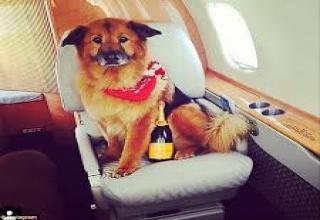27 Dope Doggos Living Doper Lives Than Us - Wow Gallery | eBaum's World