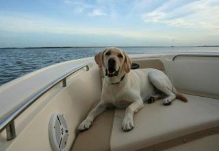 27 Dope Doggos Living Doper Lives Than Us - Wow Gallery | eBaum's World