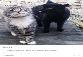 48 Of The Funniest Cats On The Internet - Funny Gallery | eBaum's World