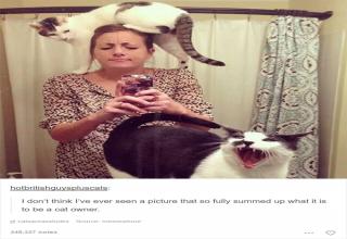 48 Of The Funniest Cats On The Internet - Funny Gallery | eBaum's World