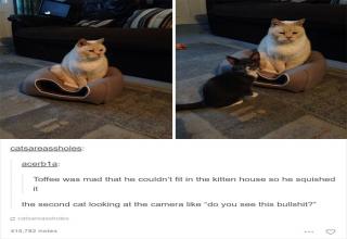 48 Of The Funniest Cats On The Internet - Funny Gallery | eBaum's World