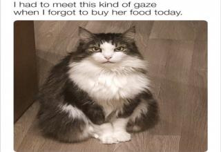 34 Terrific Memes That Will Make You Bust a Gut - Funny Gallery | eBaum ...