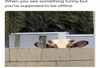 54 Low-Calorie Memes to Snack on When You're Bored - Funny Gallery ...