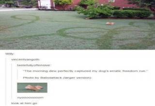 11 Funny Animal Memes That Makes You Feel Furry Inside - Feels Gallery ...