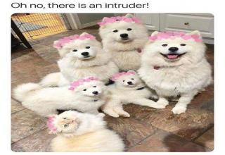 45 Animal Pics And Dank Memes - Gallery | eBaum's World