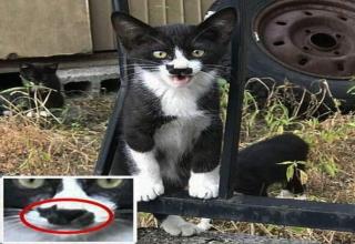 45 Animal Pics And Dank Memes - Gallery | eBaum's World