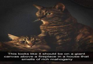 45 Animal Pics And Dank Memes - Gallery | eBaum's World