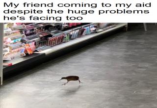 Random Pics and Memes to Help You Look Busy on Your Phone (39 Pics ...