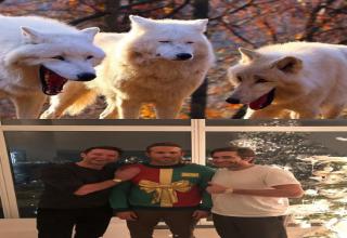 Laughing Wolves Meme Is Newest Funny Animal Meme - Funny Gallery ...
