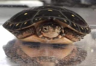 20 Objects That Look Strikingly like Other Things - Funny Gallery ...