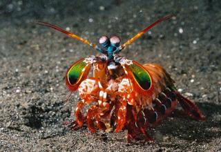 Most Alien-Like Creatures On Earth - Gallery | eBaum's World