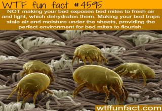 These 25 Facts Are so Full of WTF - Wtf Gallery | eBaum's World