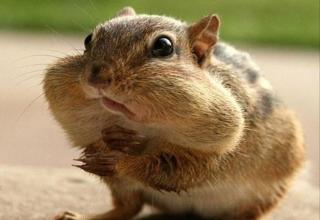 Funny chipmunk pictures - Gallery | eBaum's World