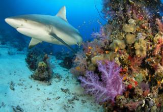 39 Stunning Photos Of Coral Reefs - Animals & Nature Gallery | eBaum's ...
