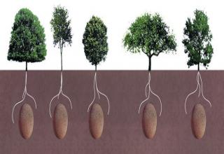 Burial Pods Turn You Into A Tree After Death - Gallery | eBaum's World