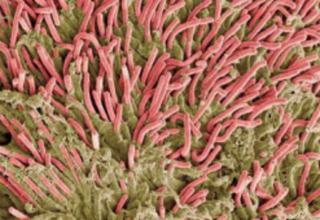 18 Weird Microscopic Photos of The Human Body - Creepy Gallery | eBaum ...