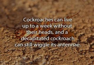 20 Disgusting Facts You'll Wish You Hadn't Read - Wtf Gallery | eBaum's ...