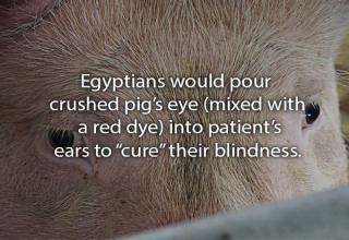 20 Disgusting Facts You'll Wish You Hadn't Read - Wtf Gallery | eBaum's ...