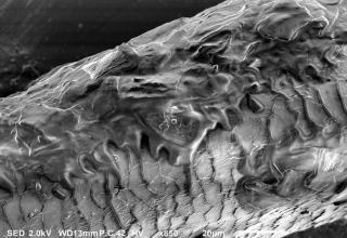 20 Photos of Things Super Close Up - Wow Gallery | eBaum's World