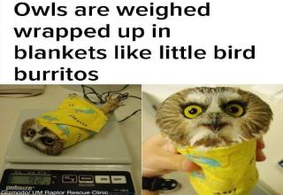 37 Pics and Memes to Get You Through the Slog - Funny Gallery | eBaum's ...