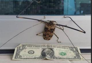 23 Photos That are Pure Nightmare Fuel | eBaum's World