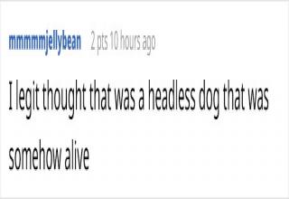 Guy Snaps a Photo of His 3 Legged Dog and It Leaves the Internet Wildly ...