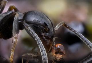 25 Amazing Things Seen Up Close - Wow Gallery | eBaum's World