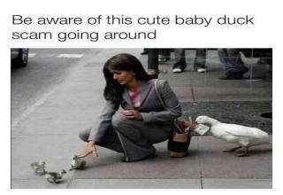 40 Funny Memes and Pics Worthy of a Gander - Funny Gallery | eBaum's World