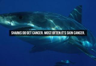 20 Common Misconceptions People Believe - Wow Gallery | eBaum's World