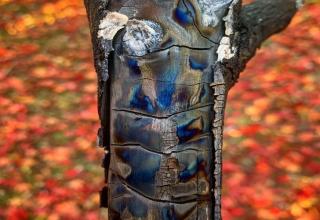 20 Interesting Things Found in Nature - Funny Gallery | eBaum's World