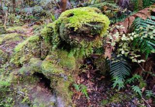 Fascinating Photos of Things Found in Nature (19 Images) - Ftw Gallery ...