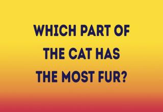 15 Riddles That Could Basically Be Dad Jokes - Funny Gallery | eBaum's ...