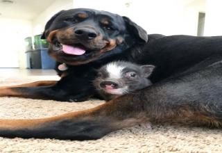 48 Impeccable Images to Chew Over - Wow Gallery | eBaum's World