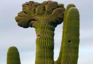 20 Unique and Fascinating Things People Found in the Wild - Wtf Gallery ...